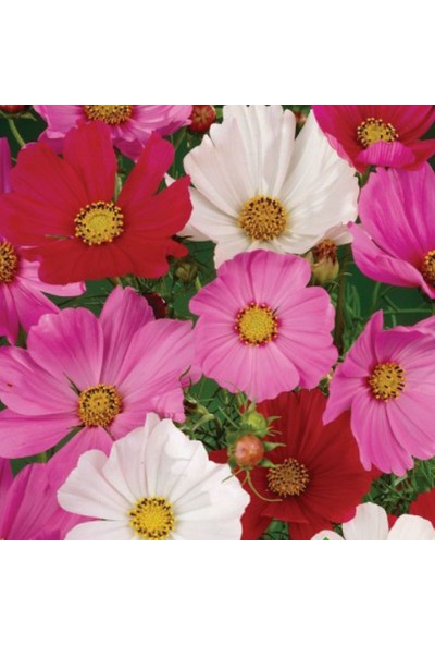 Arzuman Kosmos Tohumu Yerli Cosmos L. 30 Adet
