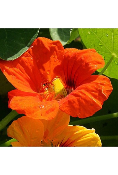 Arzuman Laden Tohumu Yerli Tropaeolum Majus 6 Adet Arzuman Laden Tohumu Yerli Tropaeolum Majus 6 Adet