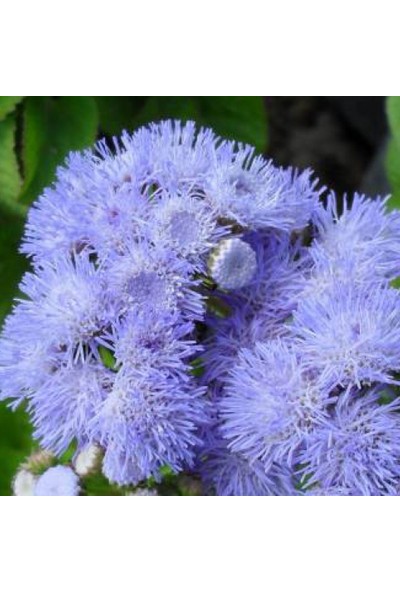 Arzuman Vapur Dumanı Tohumu Yerli Ageratum Houstanianum 100 Adet