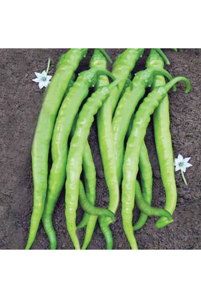 Arzuman Biber Tohumu Yerli Acı Ilıca 5 Gram