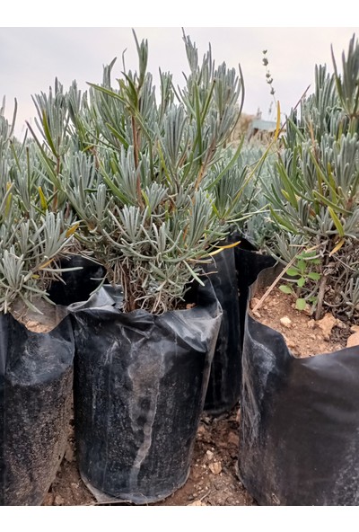 Egemen Fidancılık 2 Adet Tüplü Saksılı Lavanta Fidesi Fidesi