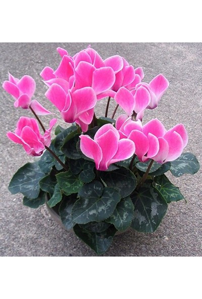 Rüzgar Botanik Pembe Sıklemen Çiçeği Fidanı 20 cm 40 cm Saksılı