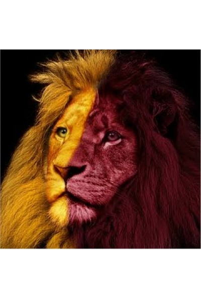 Dialands Galatasaray