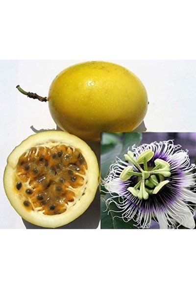 Farm Life Sarı Passiflora Meyvesi (Çarkıfelek) Tohumu (5 Tohum) Farm Life Sarı Passiflora Meyvesi (Çarkıfelek) Tohumu (5 Tohum)