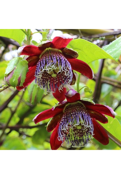 Farm Life Karışık Renkli Passiflora Çiçeği Tohumu (5 Tohum) Farm Life Karışık Renkli Passiflora Çiçeği Tohumu (5 Tohum)