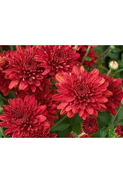 Rüzgar Botanik Kırmızı Kasımpatı Çiçeği Fidanı Saksılı 20 cm 40 cm Rüzgar Botanik Kırmızı Kasımpatı Çiçeği Fidanı Saksılı 20 cm 40 cm