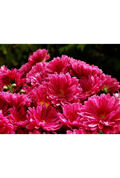 Rüzgar Botanik Açık Kırmızı Kasımpatı Çiçeği Fidanı Saksılı 20 cm 40 cm