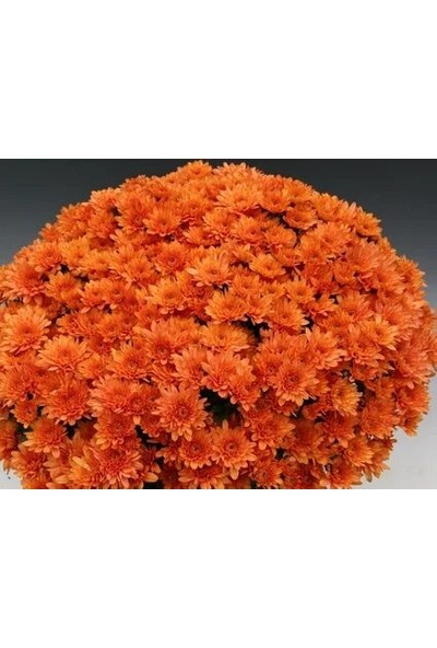 Rüzgar Botanik Koyu Turuncu Kasımpatı Çiçeği Fidanı Saksılı 20 cm 40 cm Rüzgar Botanik Koyu Turuncu Kasımpatı Çiçeği Fidanı Saksılı 20 cm 40 cm