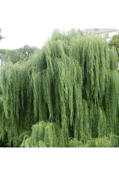 MutluPaket Tüplü Salkım Söğüt Ağacı (Salix Babylonica) Fidanı (100-150 Cm)