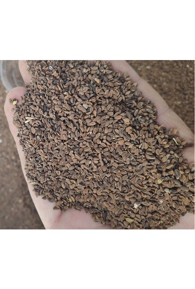 Faselya (Arı Otu Tohumu) 1 kg
