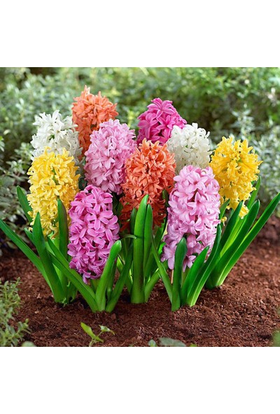 Fidanistanbul Karışık Renk 3 Adetli Sümbül Soğanı Paketli