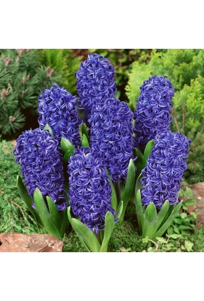 Fidanistanbul Blue Jacket 3 Adetli Sümbül Soğanı Paketli