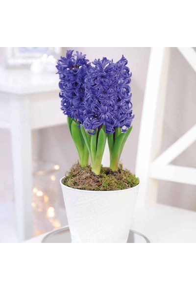 Fidanistanbul Blue Pearl 3 Adetli Sümbül Soğanı Paketli Fidanistanbul Blue Pearl 3 Adetli Sümbül Soğanı Paketli