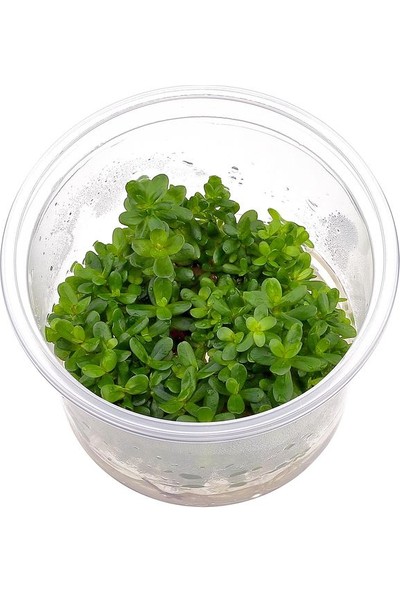 Adalab Rotala Indica Green In Vitro Canlı Akvaryum Bitkisi 140 cc Adalab Rotala Indica Green In Vitro Canlı Akvaryum Bitkisi 140 cc