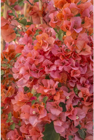 Fidanistanbul Pembe Turuncu Begonvil Bougainvillea x Buttiana Orange King, +150 Cm, Saksıda Fidanistanbul Pembe Turuncu Begonvil Bougainvillea x Buttiana Orange King, +150 Cm, Saksıda