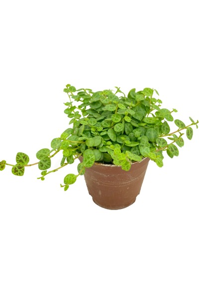 Peperomia Prostrata - 5,5 cm Saksıda Sarkıcı Sukulent