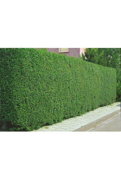 Tunç Botanik - Ligustrum Kurtbağrı 50 Adet - Çit Bitkisi Tunç Botanik - Ligustrum Kurtbağrı 50 Adet - Çit Bitkisi