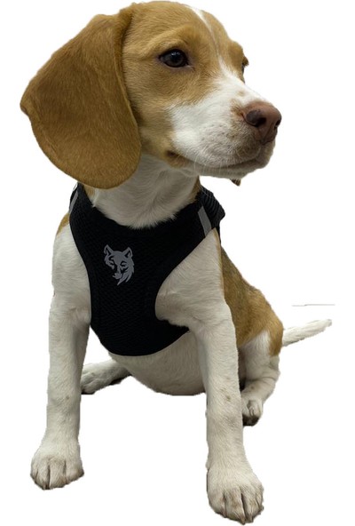 Mitramina Köpek Göğüs Tasması Gezdirme Ipi Siyah Xxs