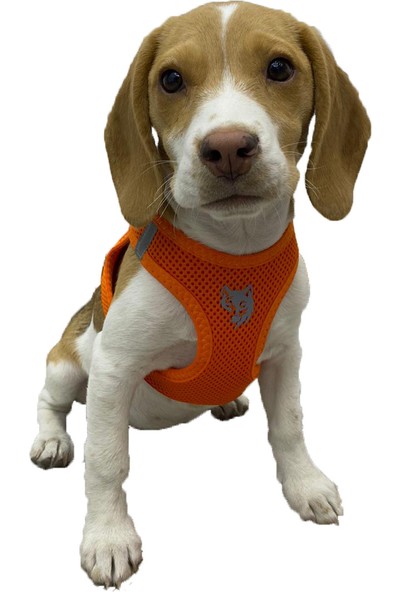 Mitramina Köpek Göğüs Tasması Gezdirme Ipi Turuncu S