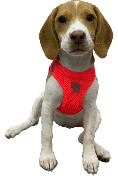 Mitramina Köpek Göğüs Tasması Gezdirme Ipi Neon Turuncu L Mitramina Köpek Göğüs Tasması Gezdirme Ipi Neon Turuncu L