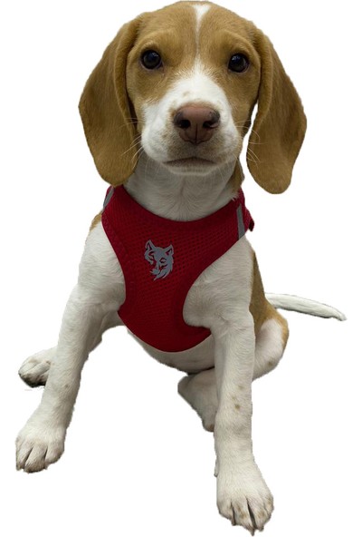 Mitramina Köpek Göğüs Tasması Gezdirme Ipi Bordo Xs Mitramina Köpek Göğüs Tasması Gezdirme Ipi Bordo Xs