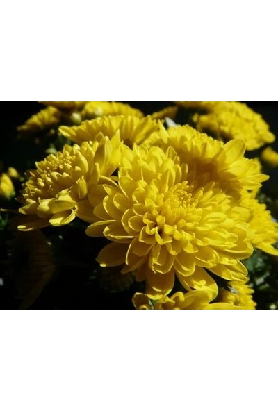 Rüzgar Botanik Sarı Büyük Çiçekli Kasımpatı Çiçeği Fidanı 40 cm 60 cm Rüzgar Botanik Sarı Büyük Çiçekli Kasımpatı Çiçeği Fidanı 40 cm 60 cm