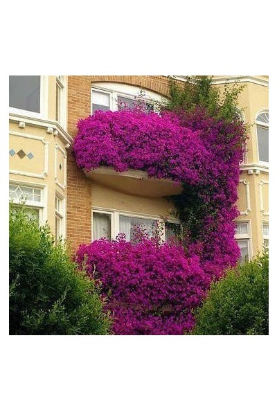 Lala Ahmet Botanik Begonvil Fidanı Sarıcı (Gelin Duvağı) Bougainvillea Spectablis Fidanı Lala Ahmet Botanik Begonvil Fidanı Sarıcı (Gelin Duvağı) Bougainvillea Spectablis Fidanı