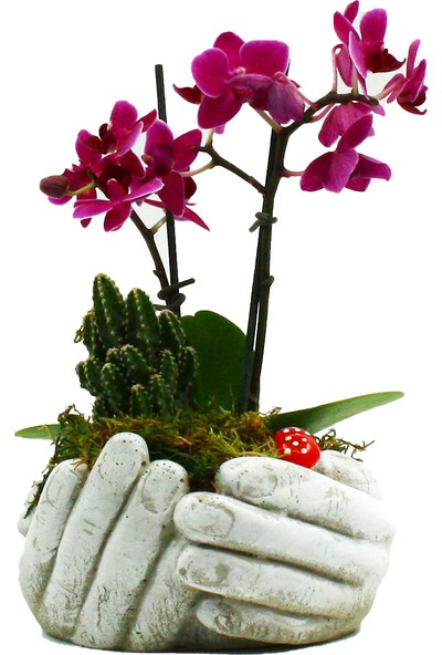 Mossico Design Bir Avuç Serisi Eskitme Saksıda Iki Dal Mor Orkide ve Cereus Paolina Tasarımı