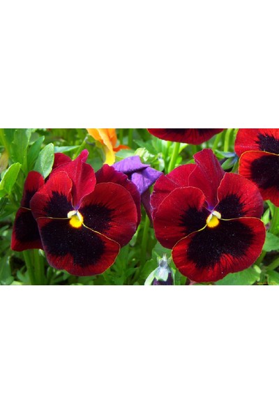 Rüzgar Botanik 10 Adet Kırmızı Kahverengi Hercail Menekşe Çiçeği Fidanı Fidesi 5 cm 15 cm