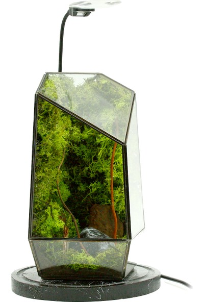 Mossico Design Jungart Serisi Regnum Forest Tasarımı