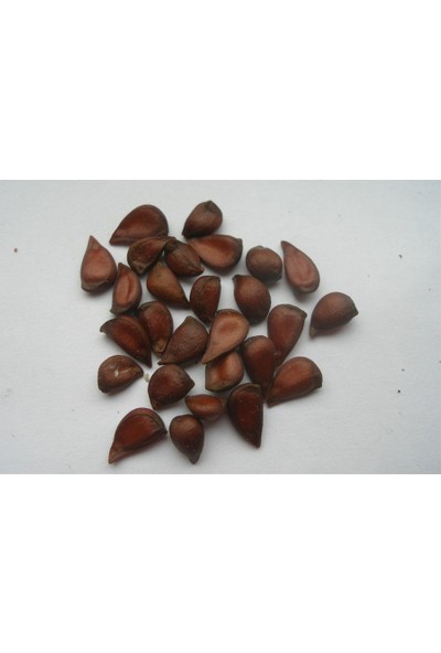 Sebze Meyve Dünyası Ayva Çekirdeği 25 gr