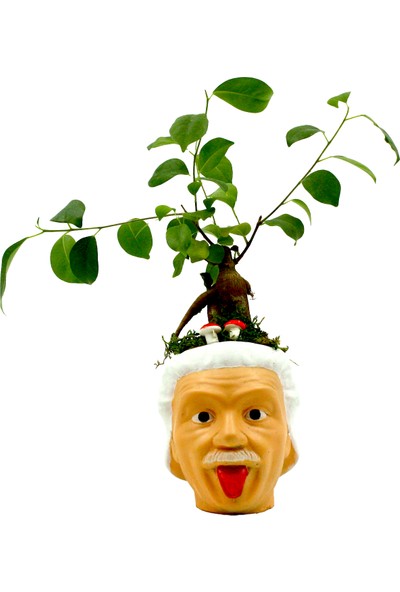 Mossico Design Einstein Serisi Renkli Saksıda Ficus Ginseng Tasarımı Mossico Design Einstein Serisi Renkli Saksıda Ficus Ginseng Tasarımı