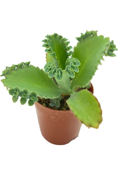 Sukulent Bahçem Kalanchoe Daigremontiana Geniş Yapraklı Aşkın Gözyaşları Çiçeği