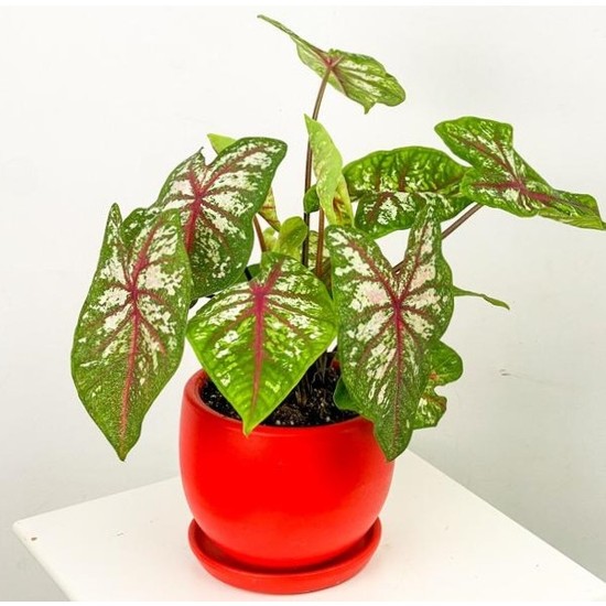Caladium Carousel Kırmızı Curvy Saksılı Fiyatı - Taksit Seçenekleri