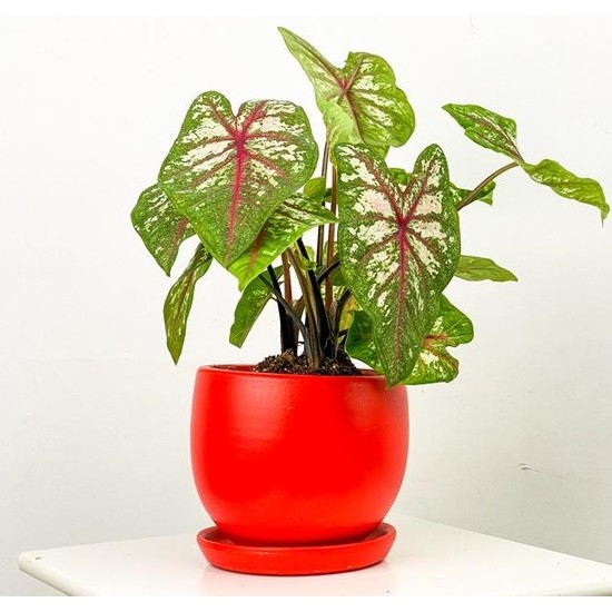 Caladium Carousel Kırmızı Curvy Saksılı Fiyatı - Taksit Seçenekleri