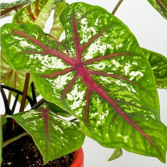 Caladium Carousel Kırmızı Curvy Saksılı Fiyatı - Taksit Seçenekleri
