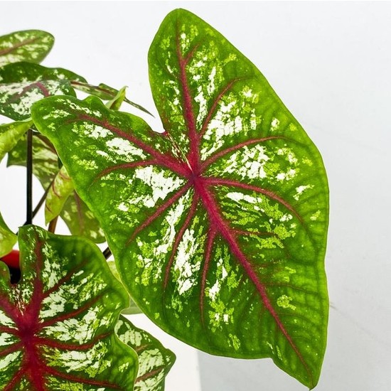 Caladium Carousel Kırmızı Curvy Saksılı Fiyatı - Taksit Seçenekleri