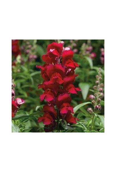 Rüzgar Botanik 10 Adet Koyu Kırmızı Aslanağzı Çiçeği Fidanı Fidesi 5 cm 15 cm