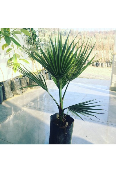 Dh Store Tüplü Bodur Palmiye Fidanı 2 Yaş 60-80CM