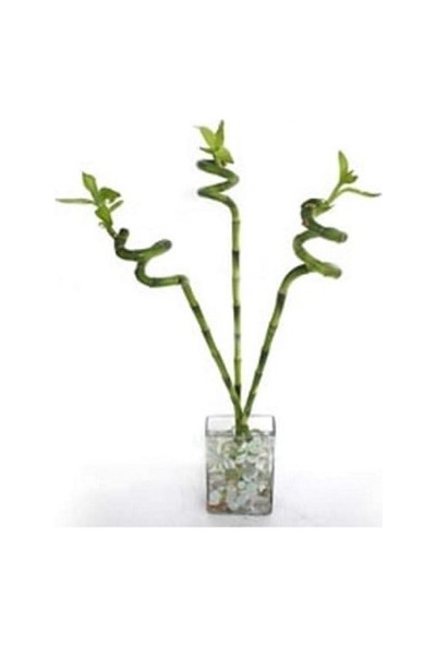 Serap Çiçekçilik Tasarım Serap Çiçekçilik Dal Bambu 3'lü Serap Çiçekçilik Tasarım Serap Çiçekçilik Dal Bambu 3'lü