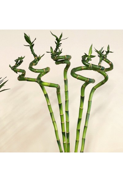 Serap Çiçekçilik Tasarım Serap Çiçekçilik Dal Bambu 5'li Serap Çiçekçilik Tasarım Serap Çiçekçilik Dal Bambu 5'li