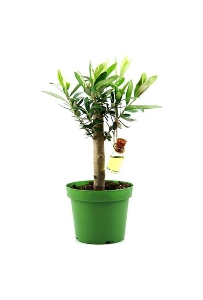 Serap Çiçekçilik Tasarım Serap Çiçekçilik Saksıda Zeytin Ağacı Serap Çiçekçilik Tasarım Serap Çiçekçilik Saksıda Zeytin Ağacı