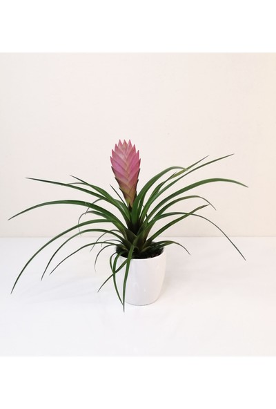 Rosetta Bitki Hava Bitkisi Tillandsia 20-25CM Beyaz Seramik Saksılı