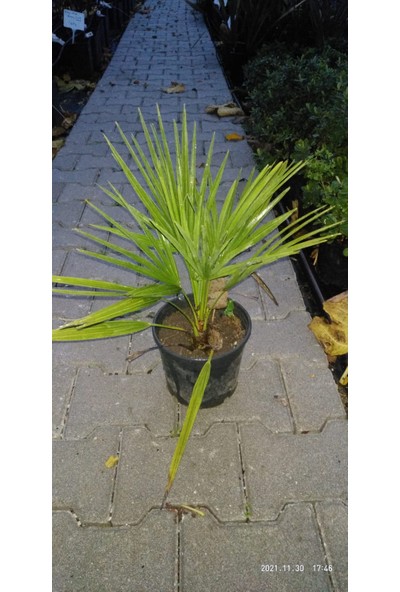 Fidan&Peyzaj Bodur Palmiye Fidanı (Chamaerops Humilis