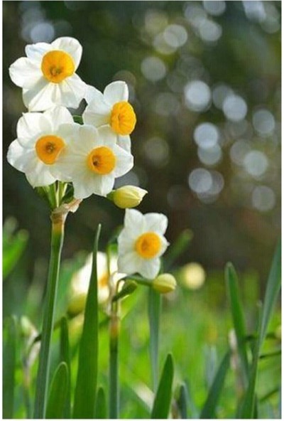 Dükkan Senin Nergiz Soğanı 5 Adet Nergis Çiçeği Soğanı Dükkan Senin Nergiz Soğanı 5 Adet Nergis Çiçeği Soğanı