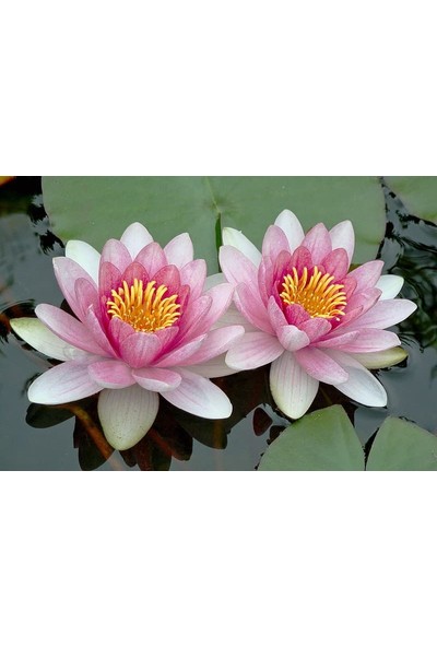 Farm Life 3 Adet Pembe Renk Lotus Çiçeği (Nilüfer) Tohumu Farm Life 3 Adet Pembe Renk Lotus Çiçeği (Nilüfer) Tohumu