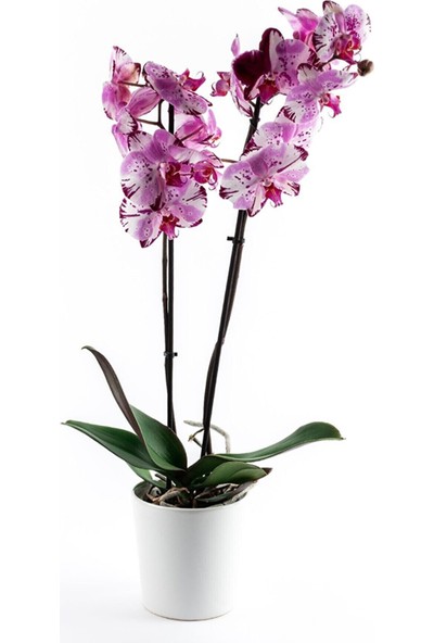 Iklim Flowers Orkide Çiçeği 60-70 cm 2 Dallı Canlı Çiçek