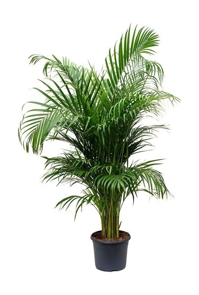 Areka Salon Palmiyesi 80-100 cm Areca Palm