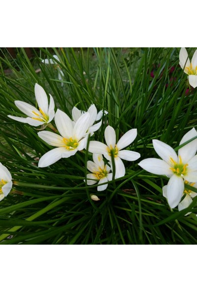 Rüzgar Botanik Zıpçıktı Çiçeği Fidanı Saksılı 30 cm 50 cm