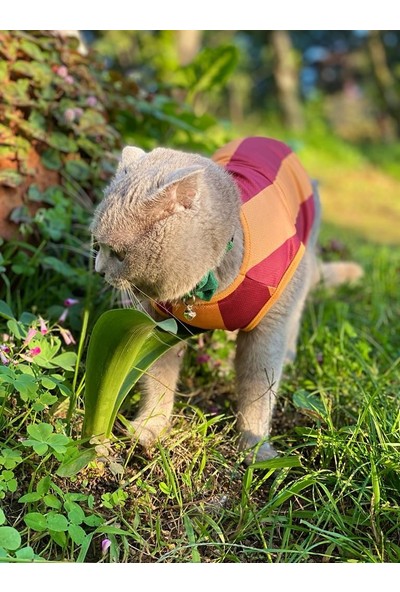 Bast Kedi Köpek Forması, Kedi Köpek Giyim L Bast Kedi Köpek Forması, Kedi Köpek Giyim L